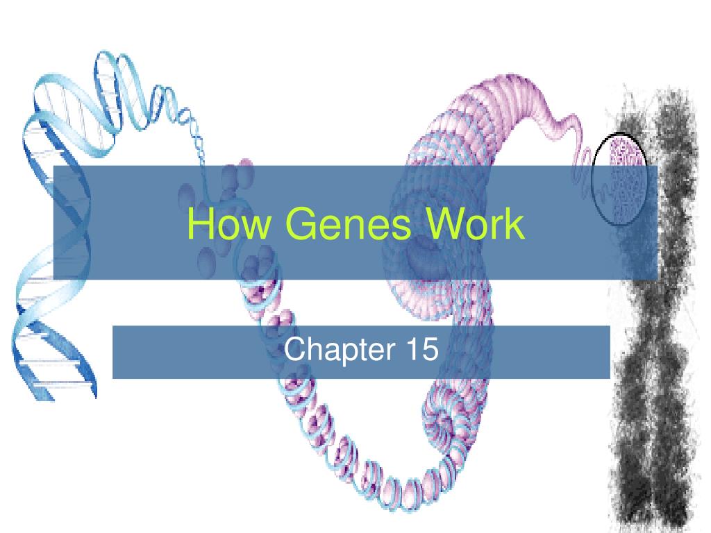 PPT - How Genes Work PowerPoint Presentation, free download - ID:2762024