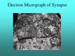 PPT - Properties of Synapse PowerPoint Presentation, free download - ID ...