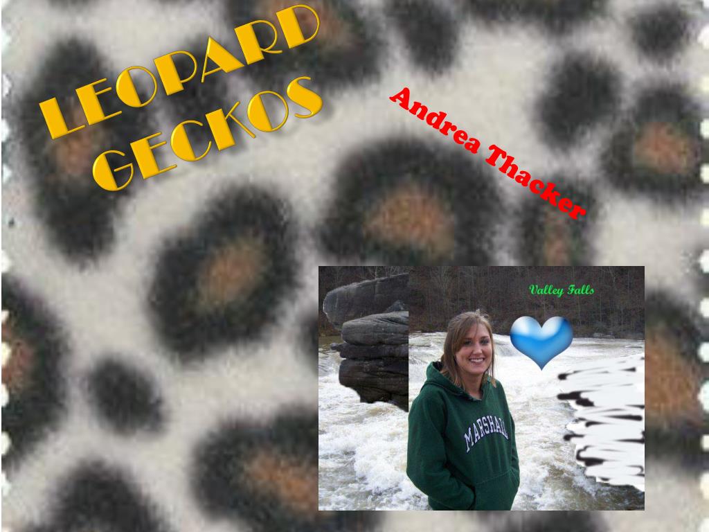PPT - Leopard Geckos PowerPoint Presentation, free download - ID:2763015