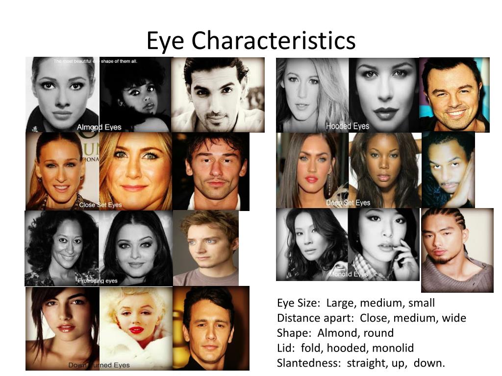 PPT - Understanding Eye Features: Shapes, Sizes, and Characteristics ...