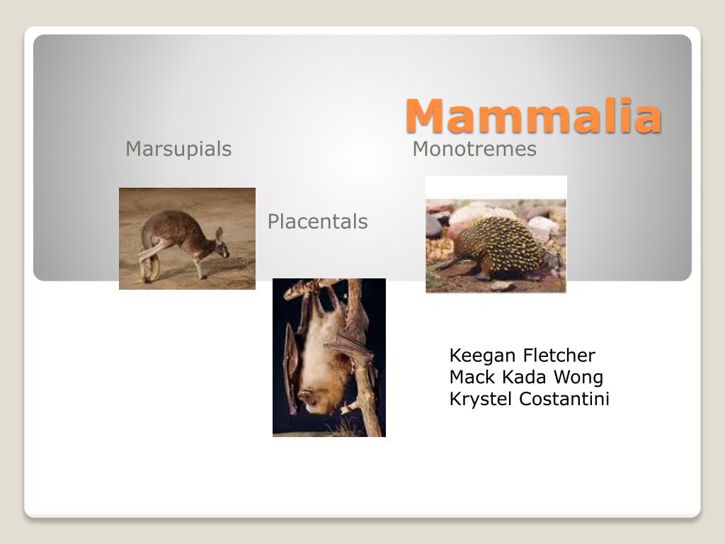 PPT - Mammalia PowerPoint Presentation, free download - ID:2765663