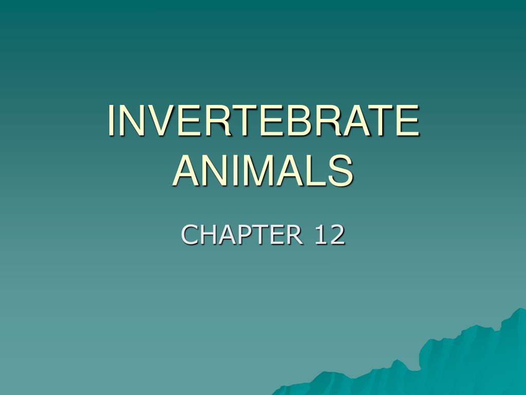 PPT - INVERTEBRATE ANIMALS PowerPoint Presentation, free download - ID ...
