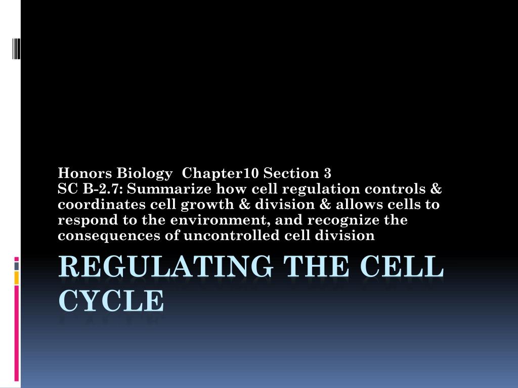 PPT - Regulating the cell cycle PowerPoint Presentation, free download ...