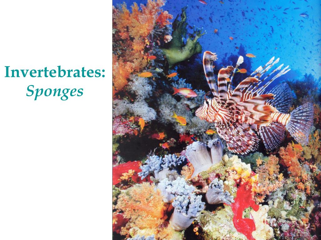 PPT - Invertebrates: Sponges PowerPoint Presentation, free download ...