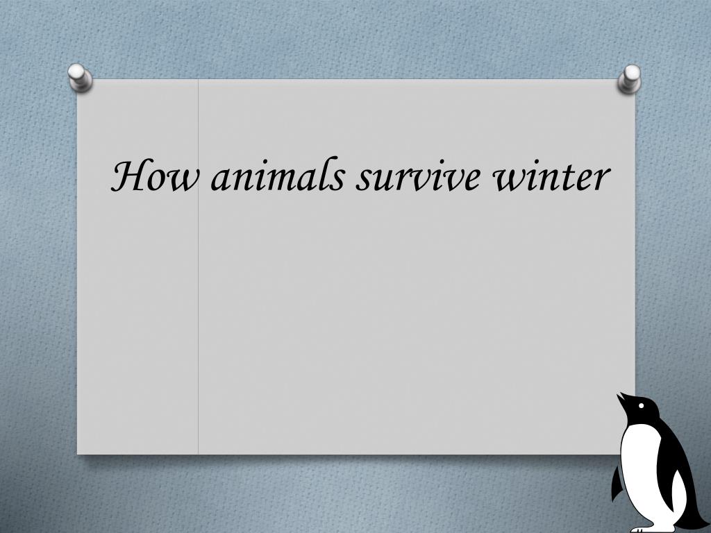 PPT - How animals survive winter PowerPoint Presentation, free download ...