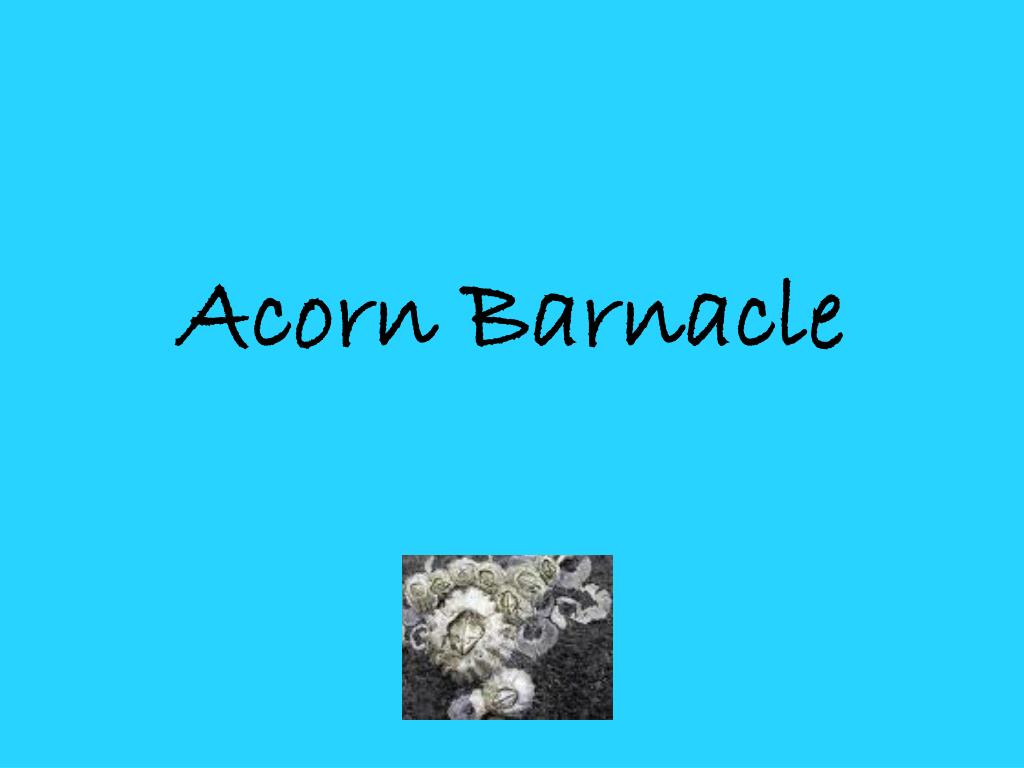 PPT - Acorn Barnacle PowerPoint Presentation, free download - ID:2770259