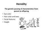 PPT - Heredity PowerPoint Presentation, free download - ID:277569