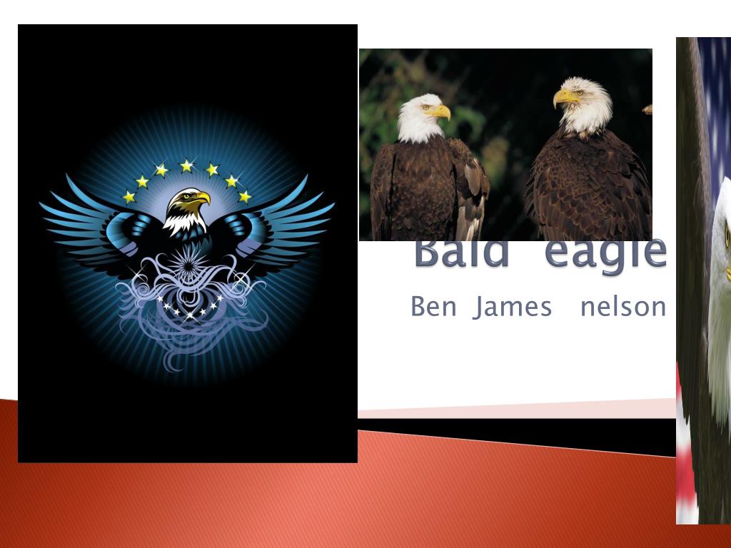 PPT - Bald eagle PowerPoint Presentation, free download - ID:2771300