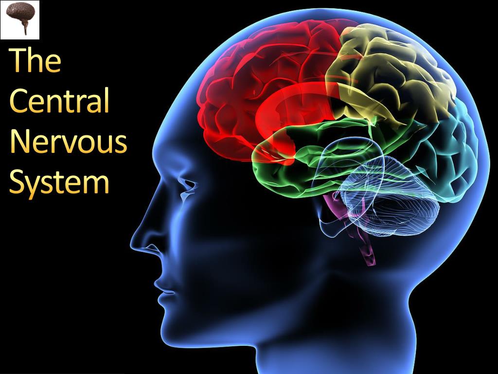 PPT - The Central Nervous System PowerPoint Presentation, free download ...