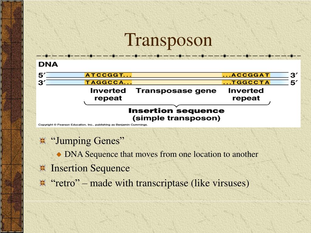 PPT - Transposon PowerPoint Presentation, free download - ID:2773724
