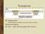 PPT - Transposon and Mechanisms of Transposition PowerPoint ...