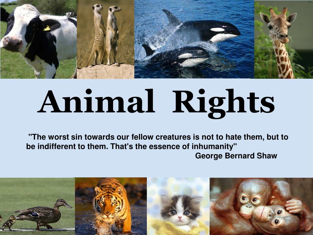 PPT - Animal Rights PowerPoint Presentation, free download - ID:2774963