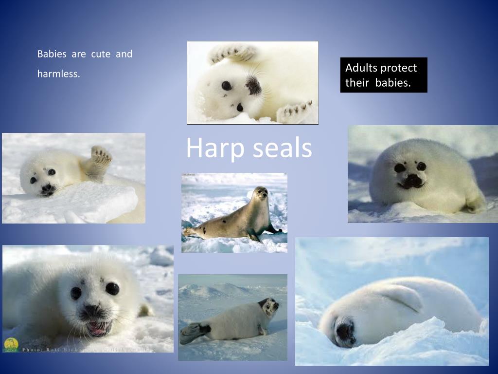 PPT - Harp seals PowerPoint Presentation, free download - ID:2776013