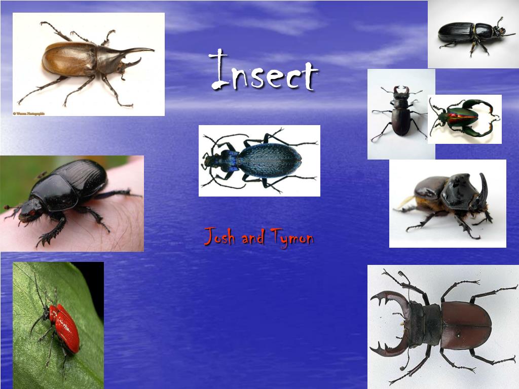 PPT - Insect PowerPoint Presentation, free download - ID:2776126
