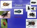 PPT - Insect Mouthparts PowerPoint Presentation, free download - ID:1193477