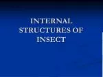 PPT - CLASSIFICATION OF INSECT PowerPoint Presentation, free download ...