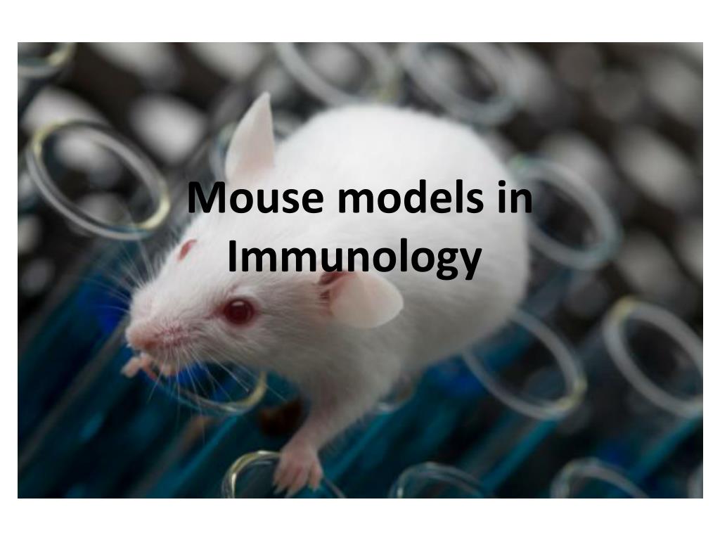 PPT - Mouse models in Immunology PowerPoint Presentation, free download ...
