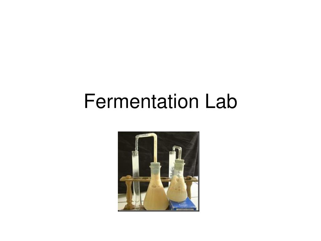PPT - Fermentation Lab PowerPoint Presentation, free download - ID:2778457