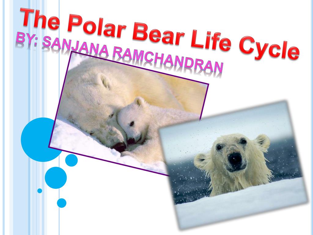 PPT - The Polar Bear Life Cycle PowerPoint Presentation, free download ...