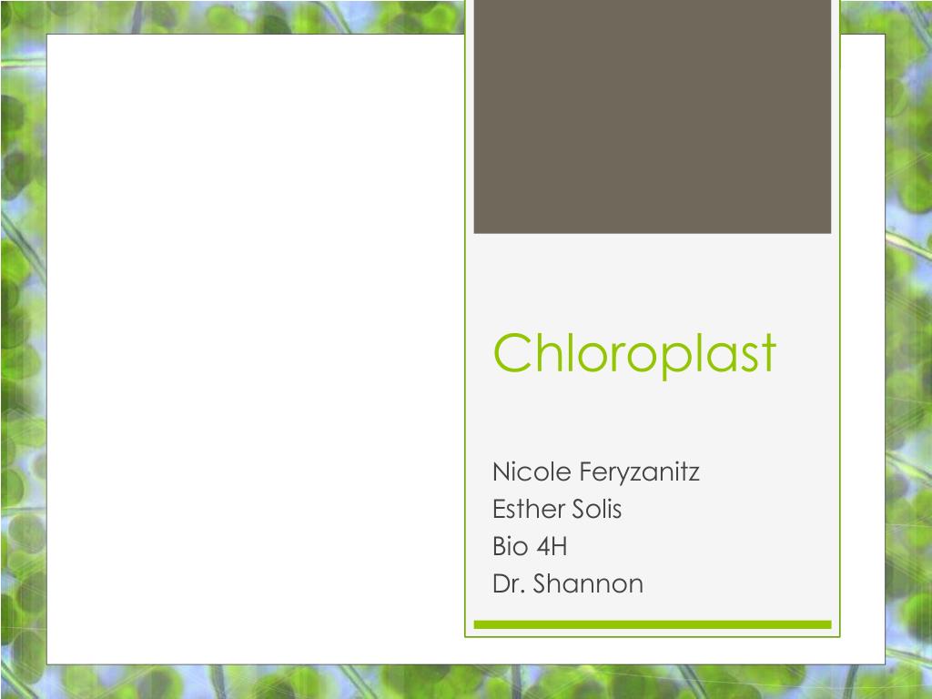 PPT - Chloroplast PowerPoint Presentation, free download - ID:2779763