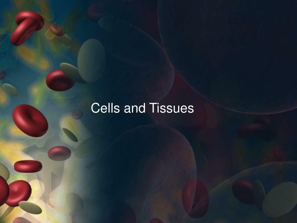 PPT - Cells and Tissues PowerPoint Presentation, free download - ID:2782315