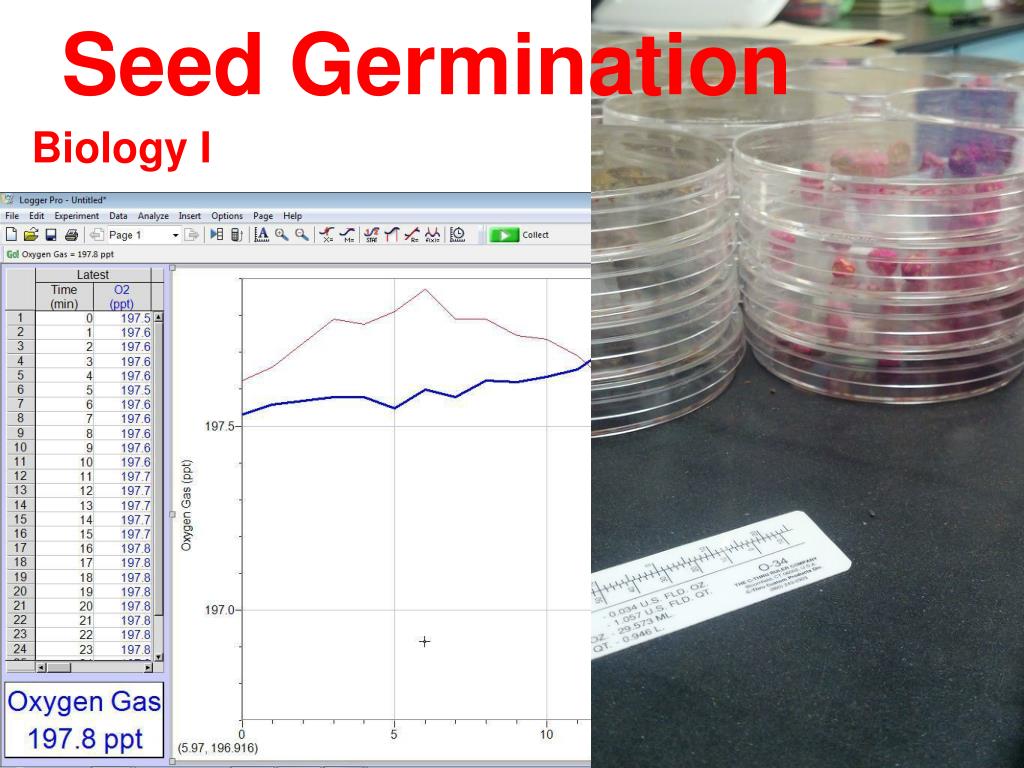 PPT - Seed Germination PowerPoint Presentation, free download - ID:2784933