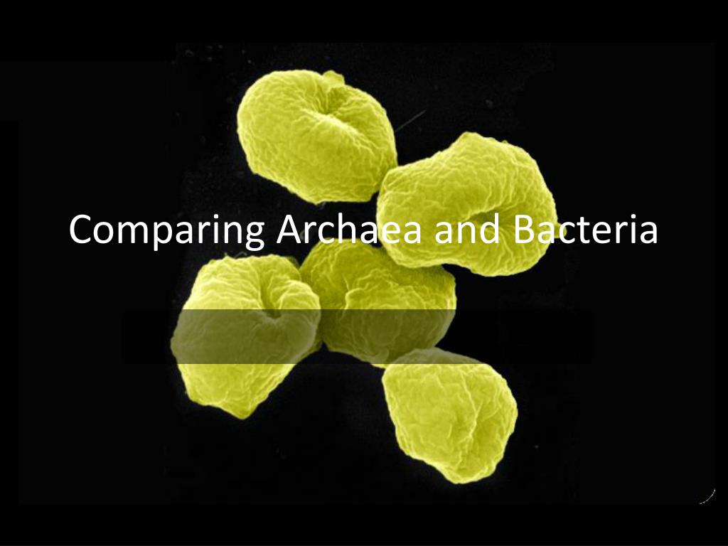 PPT - Comparing Archaea and Bacteria PowerPoint Presentation, free ...