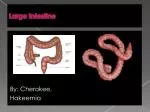 PPT - Large intestine PowerPoint Presentation, free download - ID:2286242