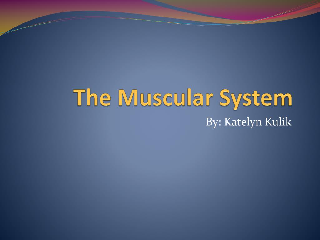 PPT - The Muscular System PowerPoint Presentation, free download - ID ...