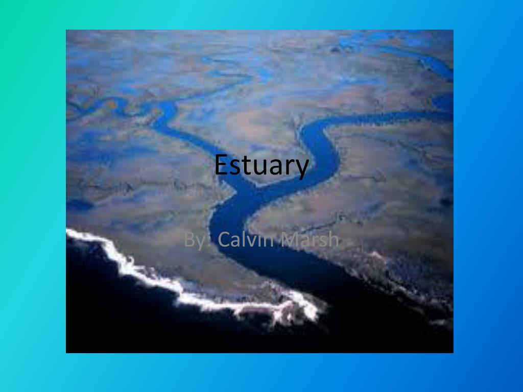 PPT - Estuary PowerPoint Presentation, free download - ID:2793272