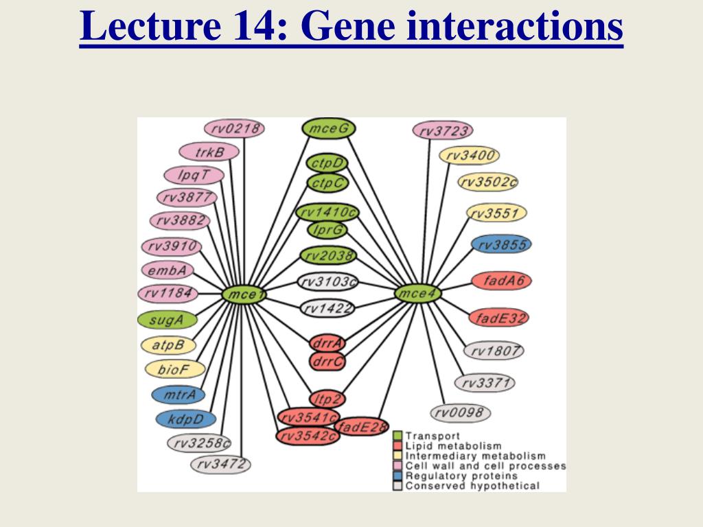 PPT - Lecture 14: Gene interactions PowerPoint Presentation, free download - ID:2793550