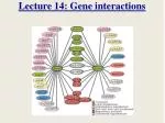 PPT - MORE GENE INTERACTIONS PowerPoint Presentation, free download ...