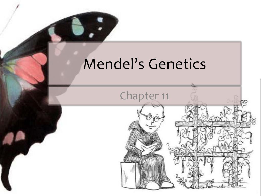 PPT - Mendel’s Genetics PowerPoint Presentation, free download - ID:2793705