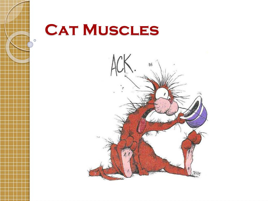 PPT - Cat Muscles PowerPoint Presentation, free download - ID:2794426
