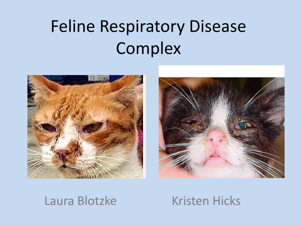 PPT - Feline Respiratory Disease Complex PowerPoint Presentation, free ...