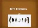 PPT - Feathers and Topography PowerPoint Presentation, free download ...