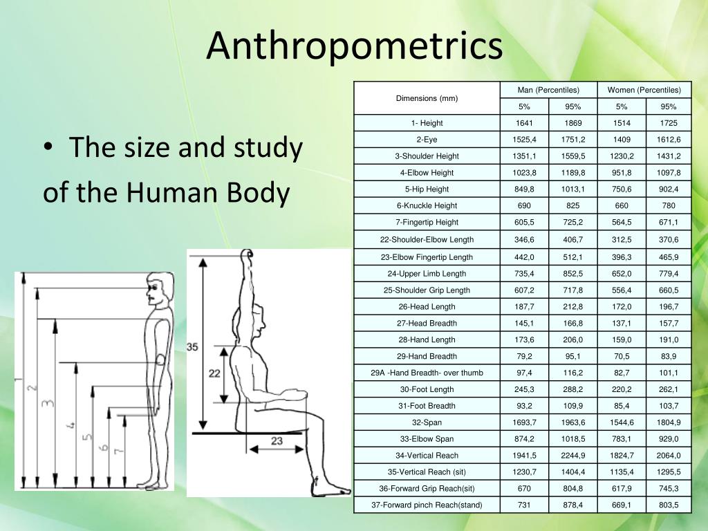 PPT - Anthropometrics PowerPoint Presentation, free download - ID:2800223