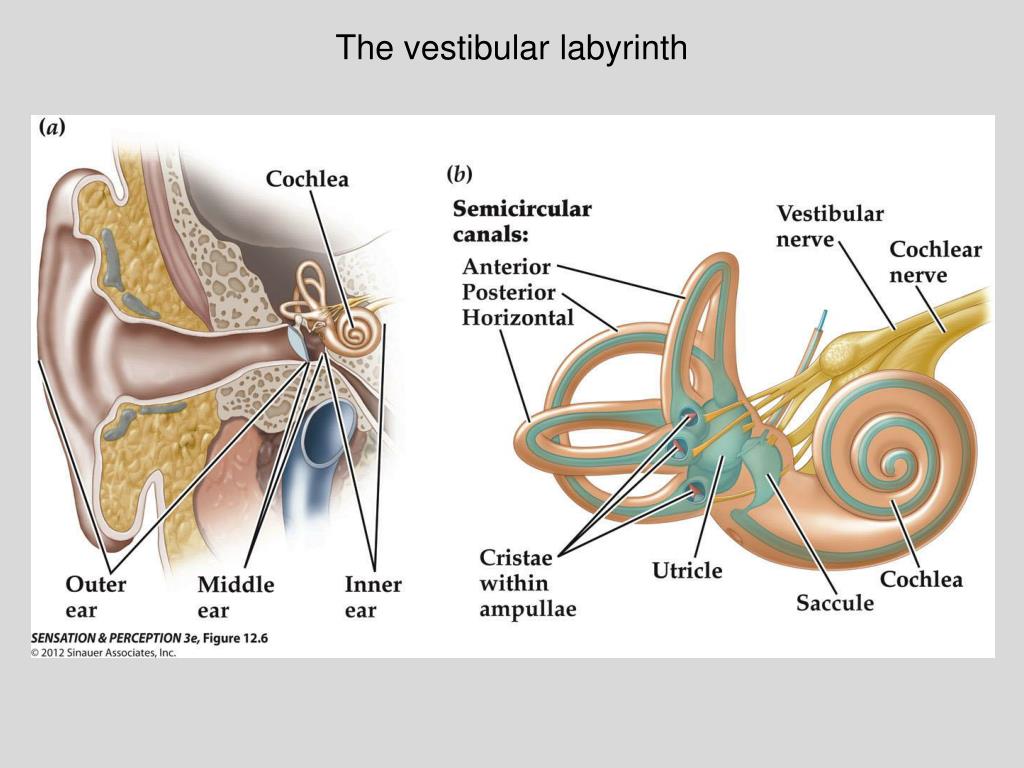 PPT - The vestibular labyrinth PowerPoint Presentation, free download ...