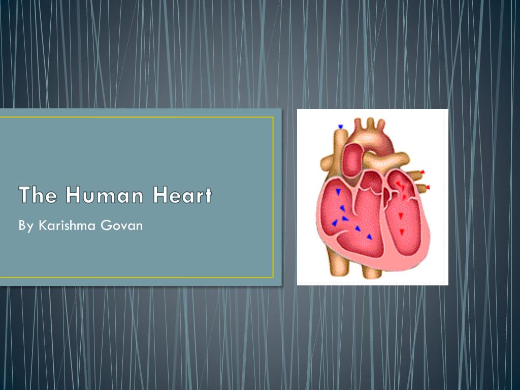 PPT - The Human Heart PowerPoint Presentation, free download - ID:2801609