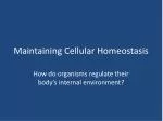 PPT - Cellular Volume Homeostasis PowerPoint Presentation, free ...