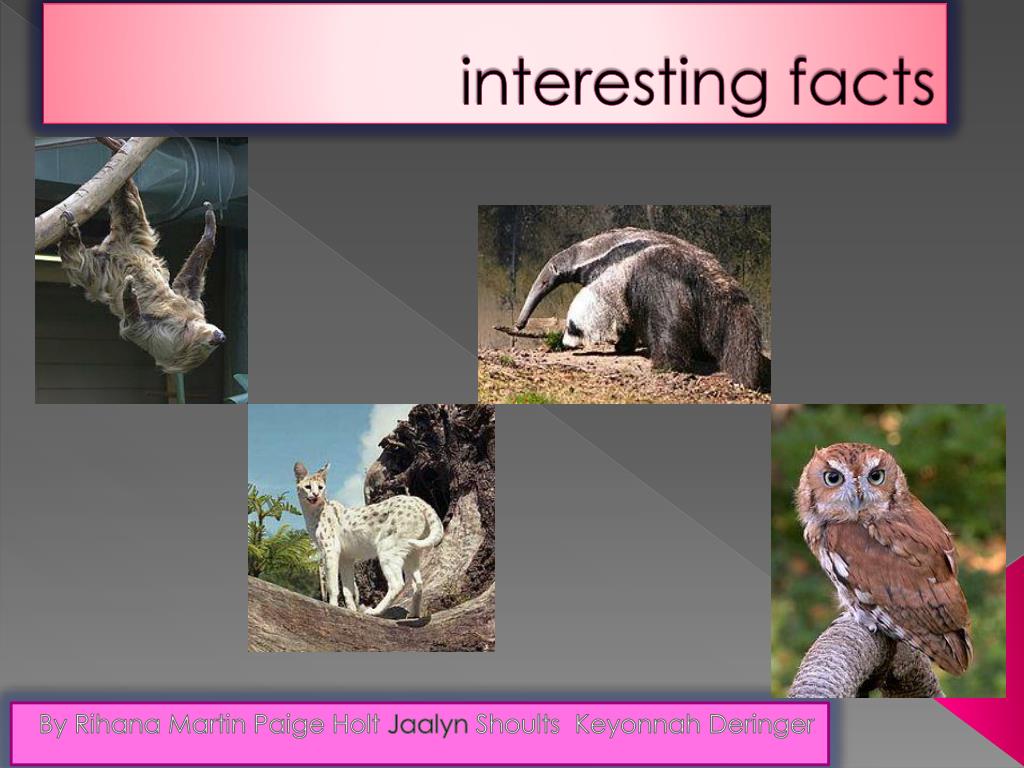 PPT - interesting facts PowerPoint Presentation, free download - ID:2805260