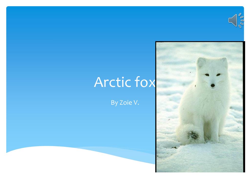 PPT - Arctic fox PowerPoint Presentation, free download - ID:2807555