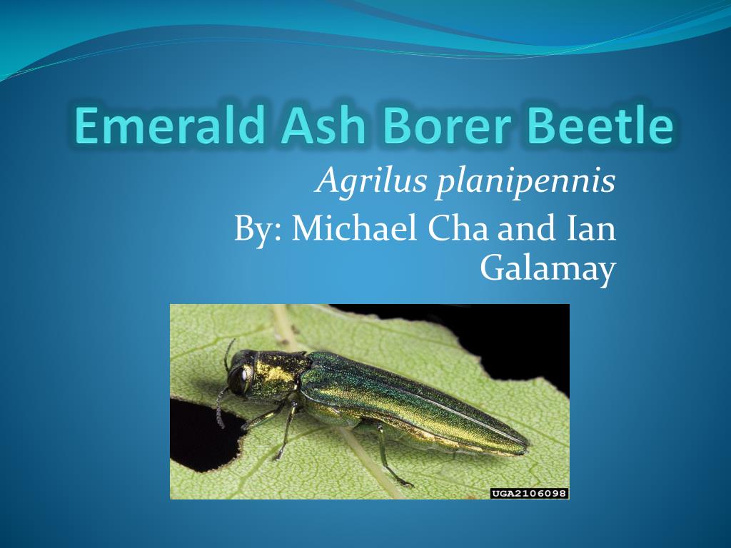 PPT - Emerald Ash Borer Beetle PowerPoint Presentation, free download ...