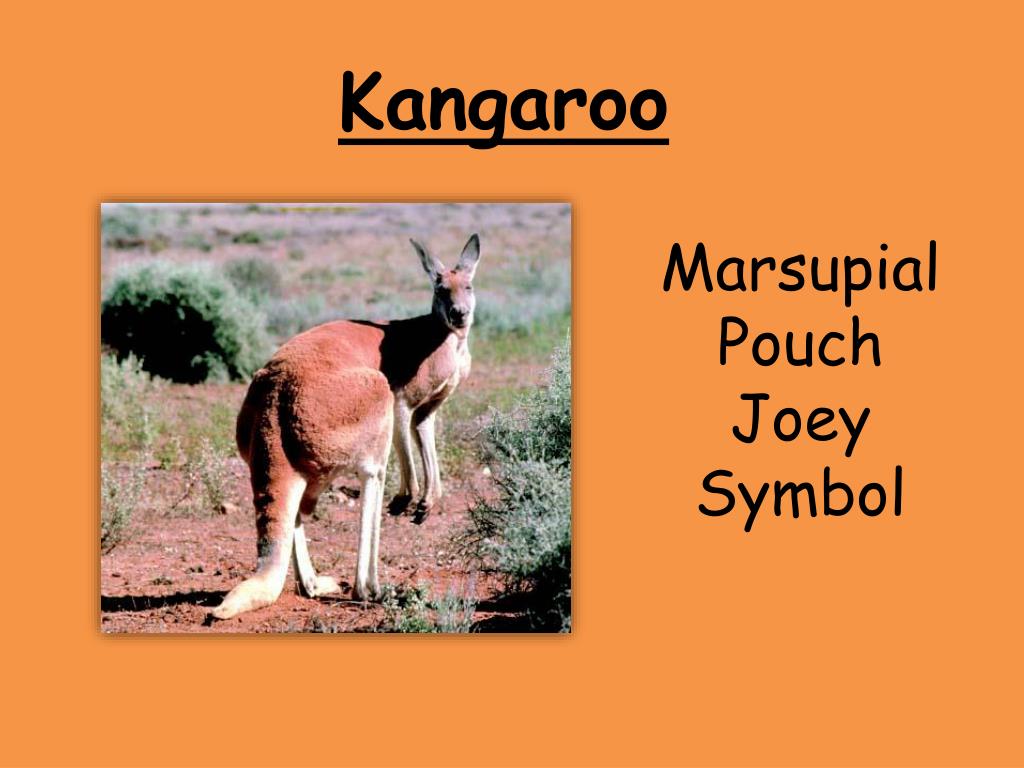 PPT - Kangaroo PowerPoint Presentation, free download - ID:2808699