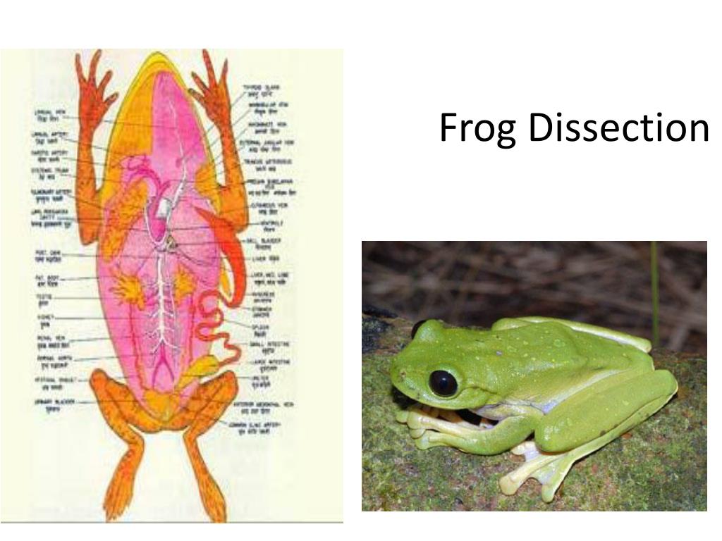 PPT - Frog Dissection PowerPoint Presentation, free download - ID:2809124