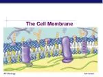 PPT - THE RED CELL MEMBRANE PowerPoint Presentation, free download - ID ...