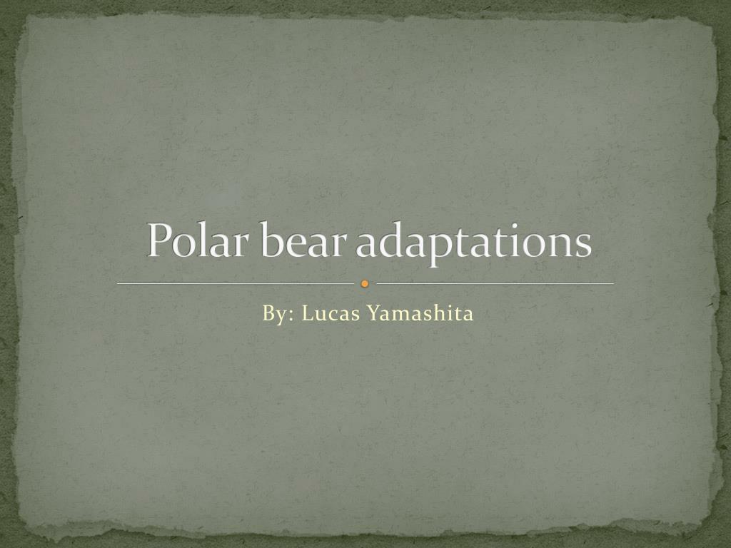 PPT - Polar bear adaptations PowerPoint Presentation, free download ...