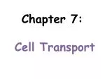 PPT - Chapter 7.3 Cell Transport PowerPoint Presentation, free download - ID:5105035