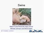 PPT - Swine Management PowerPoint Presentation, free download - ID:5649689