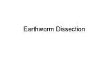 PPT - Virtual Earthworm Dissection PowerPoint Presentation, free ...